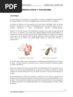 HEPAGRAS | PDF | Hígado | Bilis