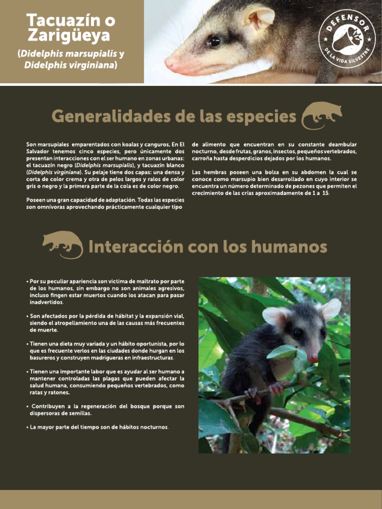 Tacuazin | PDF