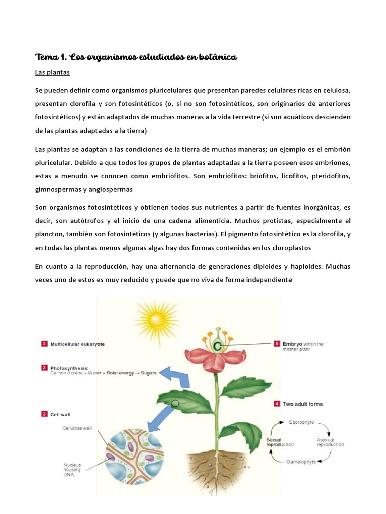 Apuntes Botánica UDC | PDF | Raíz | Espora