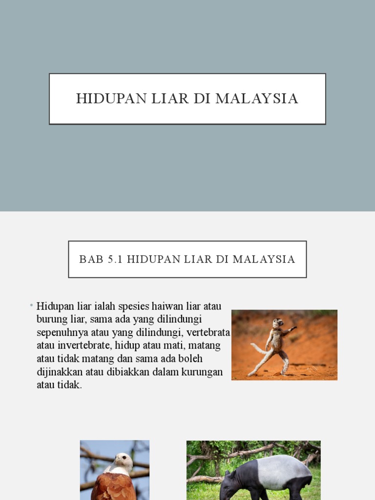 Hidupan Liar Di Malaysia | PDF | Teknologi & Rekayasa