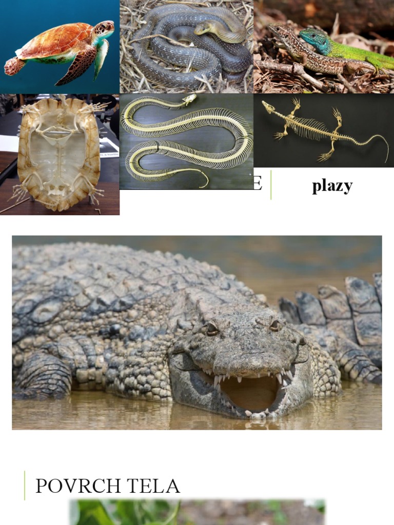 Stavovce 3 Plazy | PDF