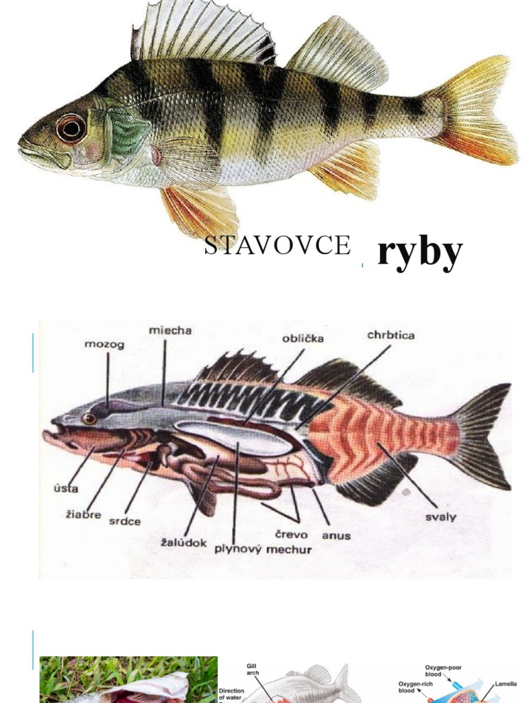 Stavovce Ryby | PDF