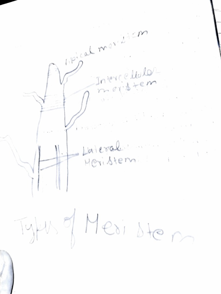 CH-TISSUE Class 10 | PDF