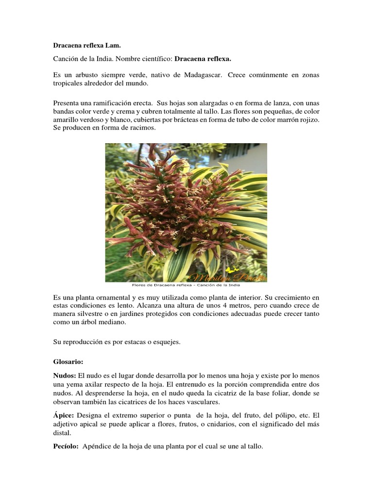 Dracaena Reflexa Lam | PDF