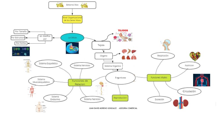 Mapa Mental Entorno Vivo Pdf 