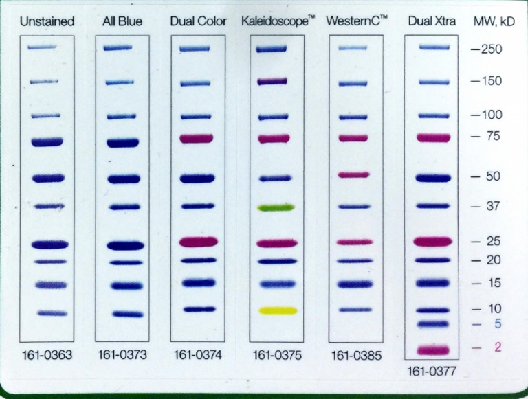Marcador De Peso Molecular Proteína Pdf
