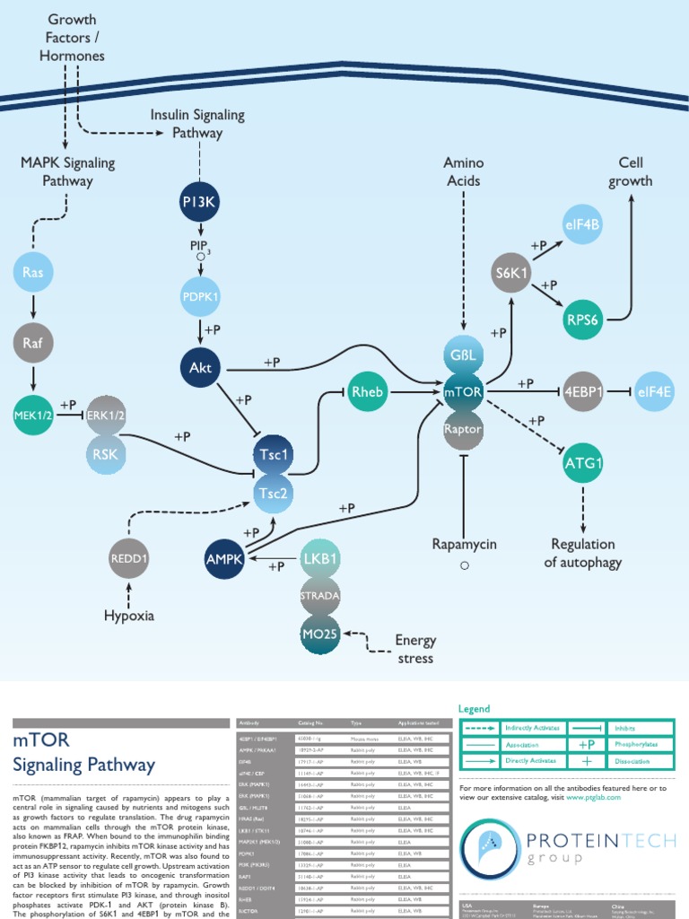 mTOR Signaling Pathway Overview | PDF
