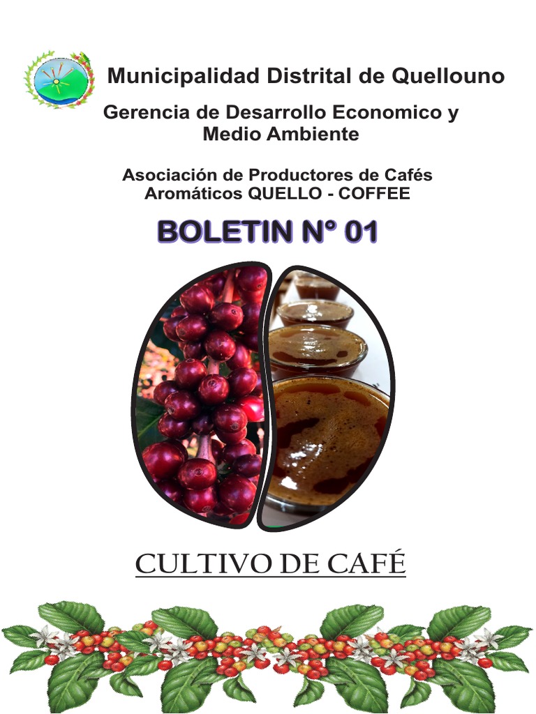 BOLETIN N° 01 FOLLETO CAFÉ | PDF | café | Botánica