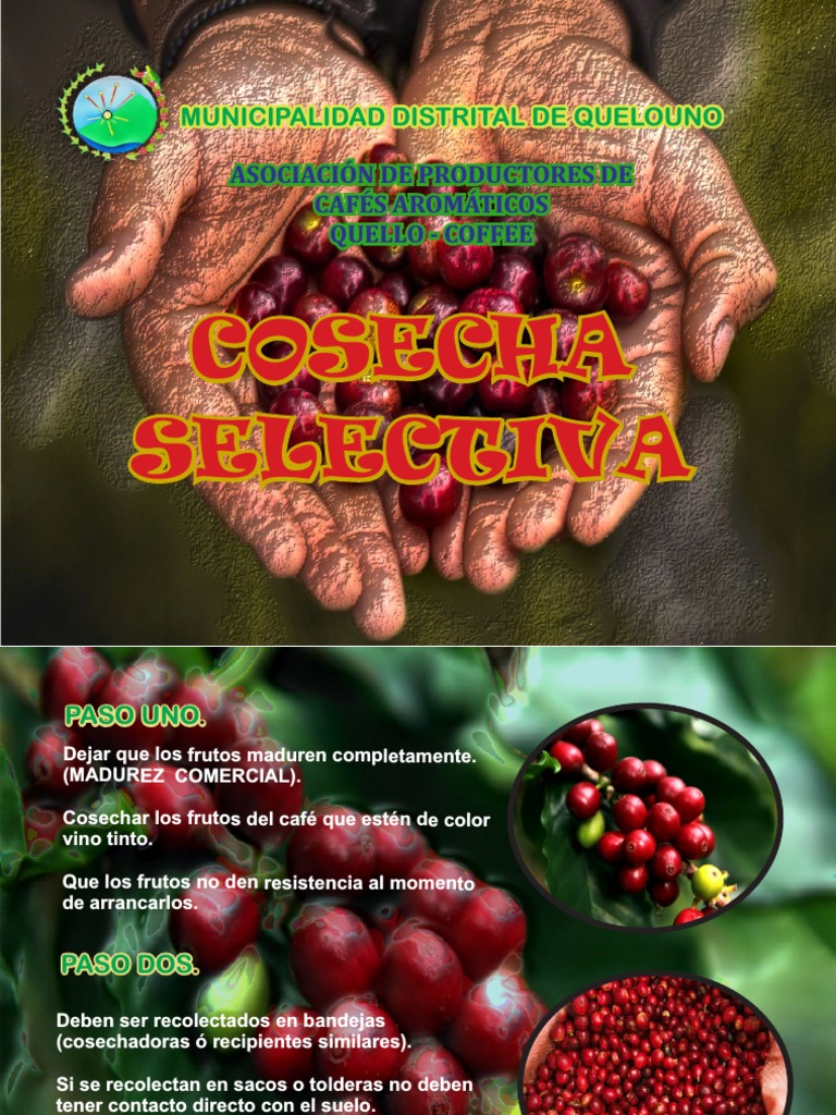 Cosecha Selectiva | PDF