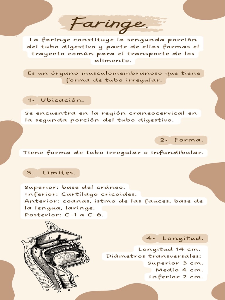 Anatomía y Funciones de la Faringe | PDF