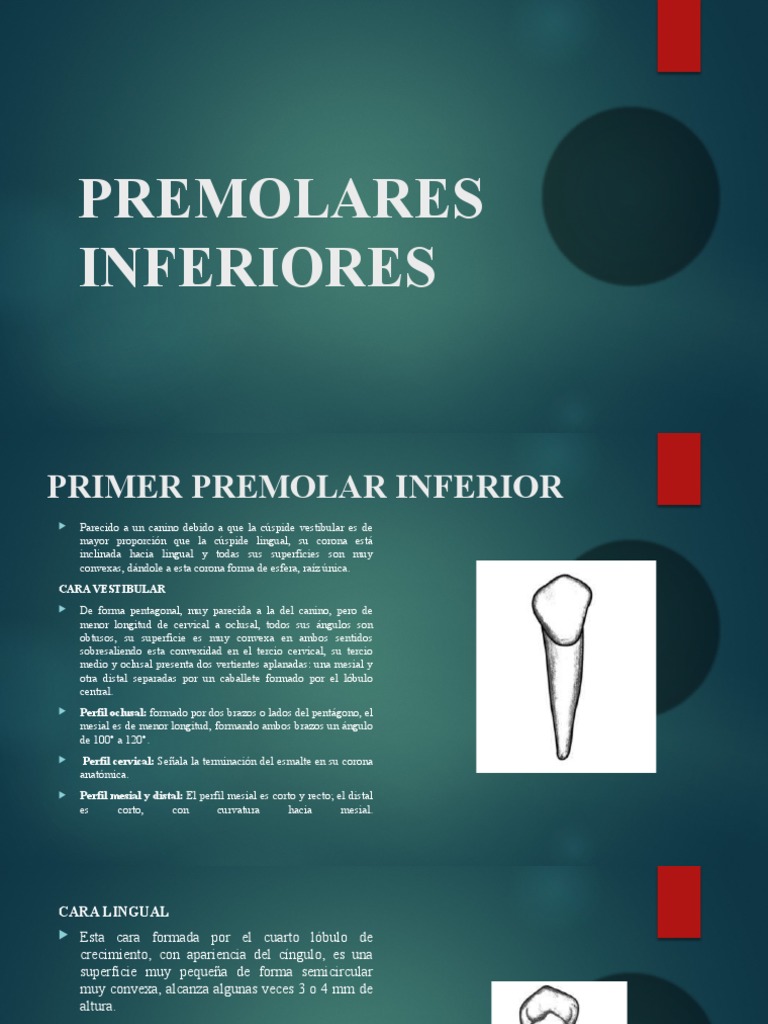 Premolares Inferiores | PDF | Odontología | Ramas de Odontología