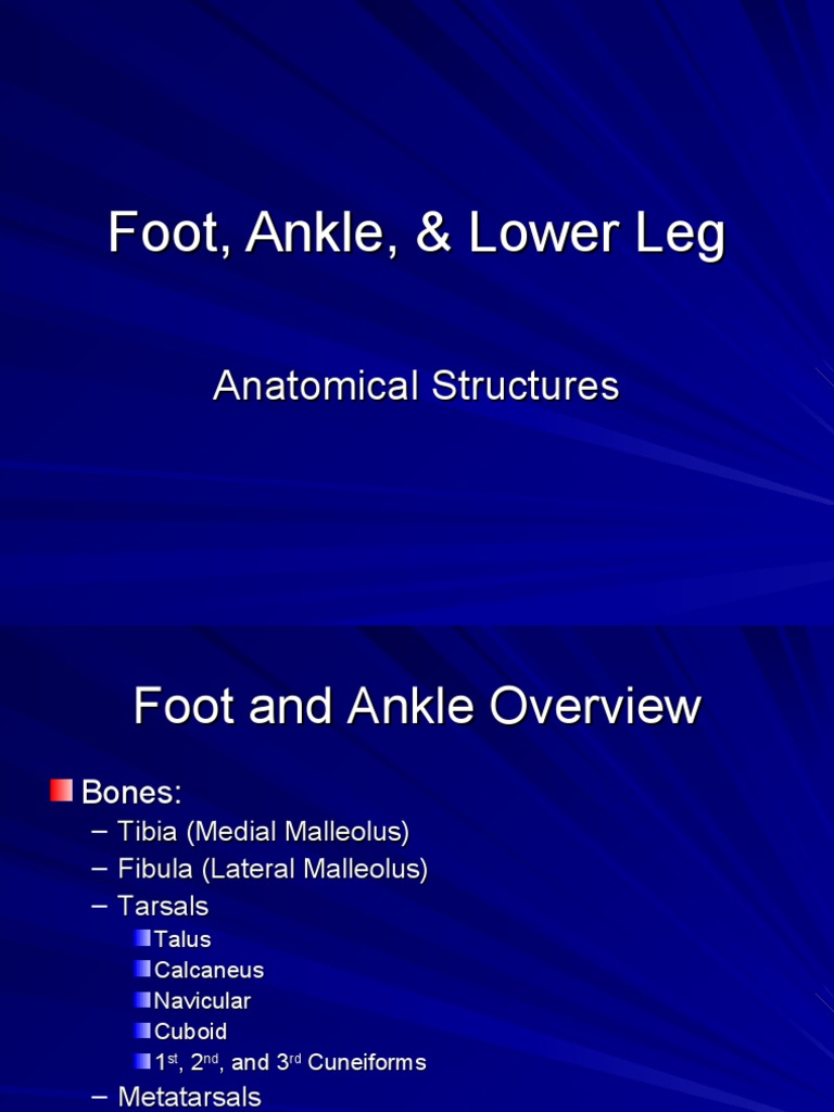 Foot, Ankle, and Lower Leg Anatomy Guide | PDF | Foreign Language Studies