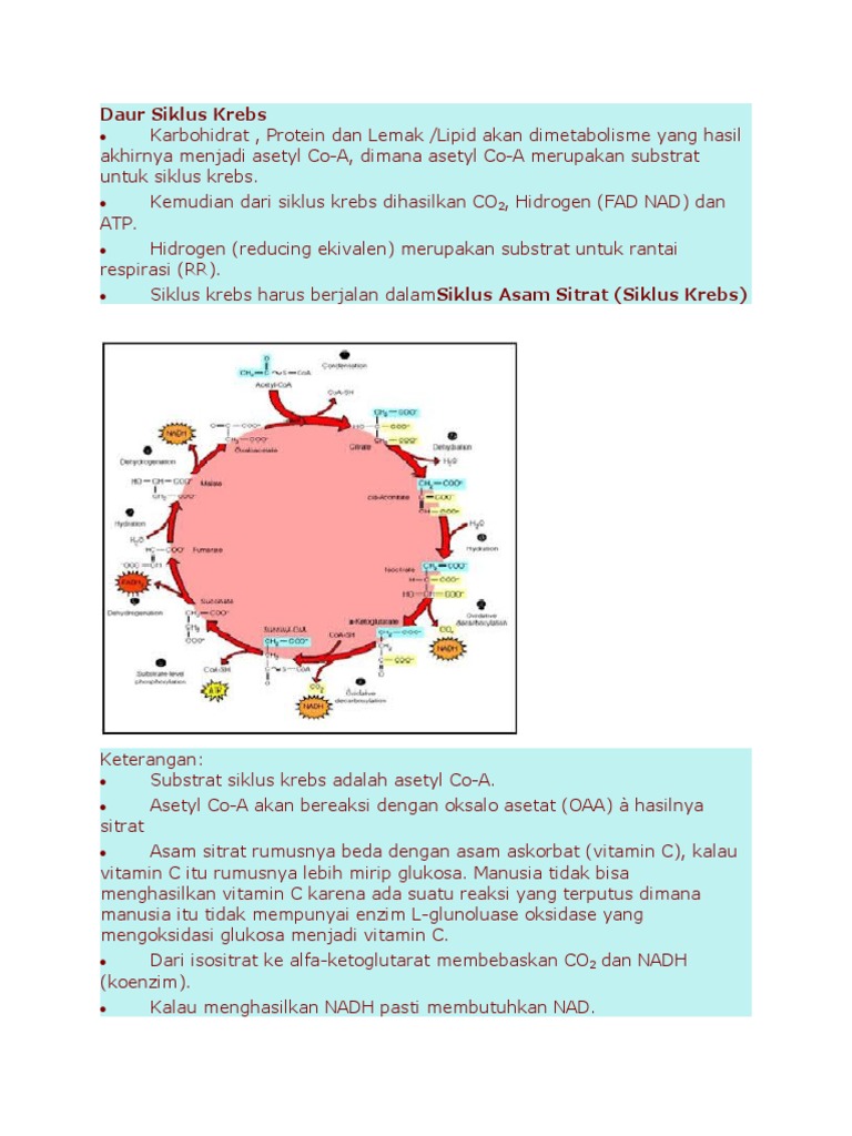 Tugas FISIKA Dan BIOKIMIA Daur Siklus Krebs | PDF