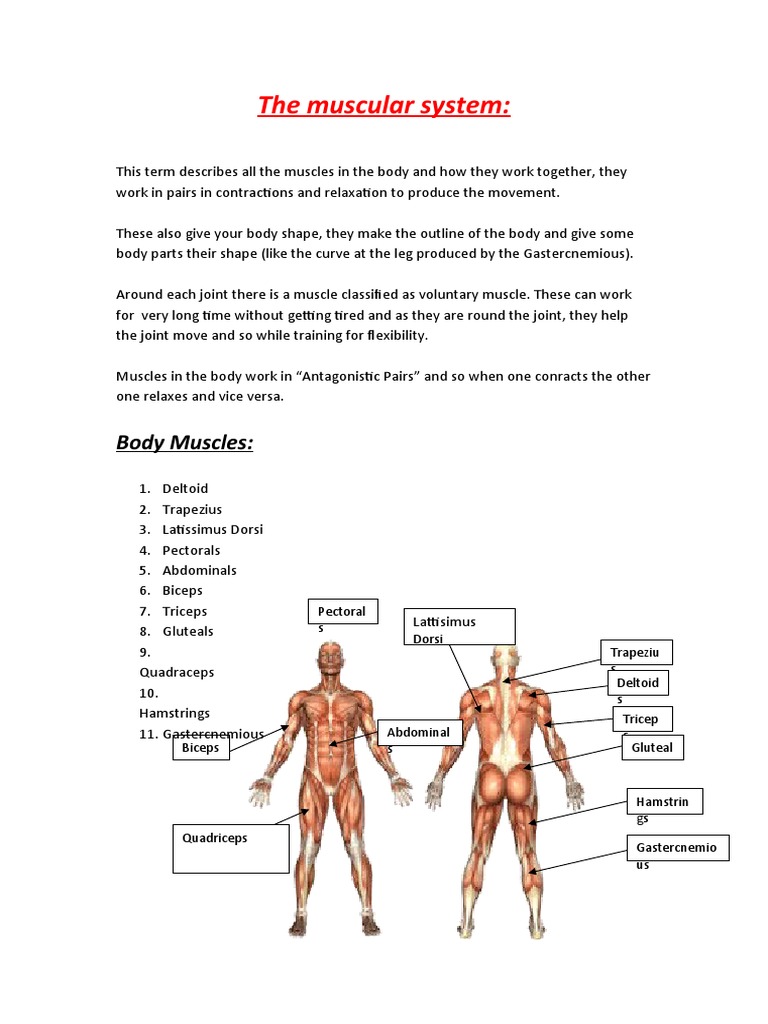 The Muscular System | PDF