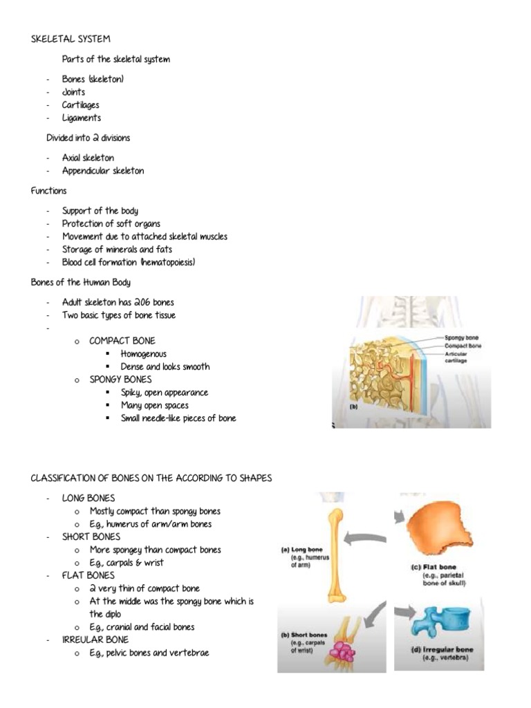 Skeletal System | PDF | Bone | Skeleton