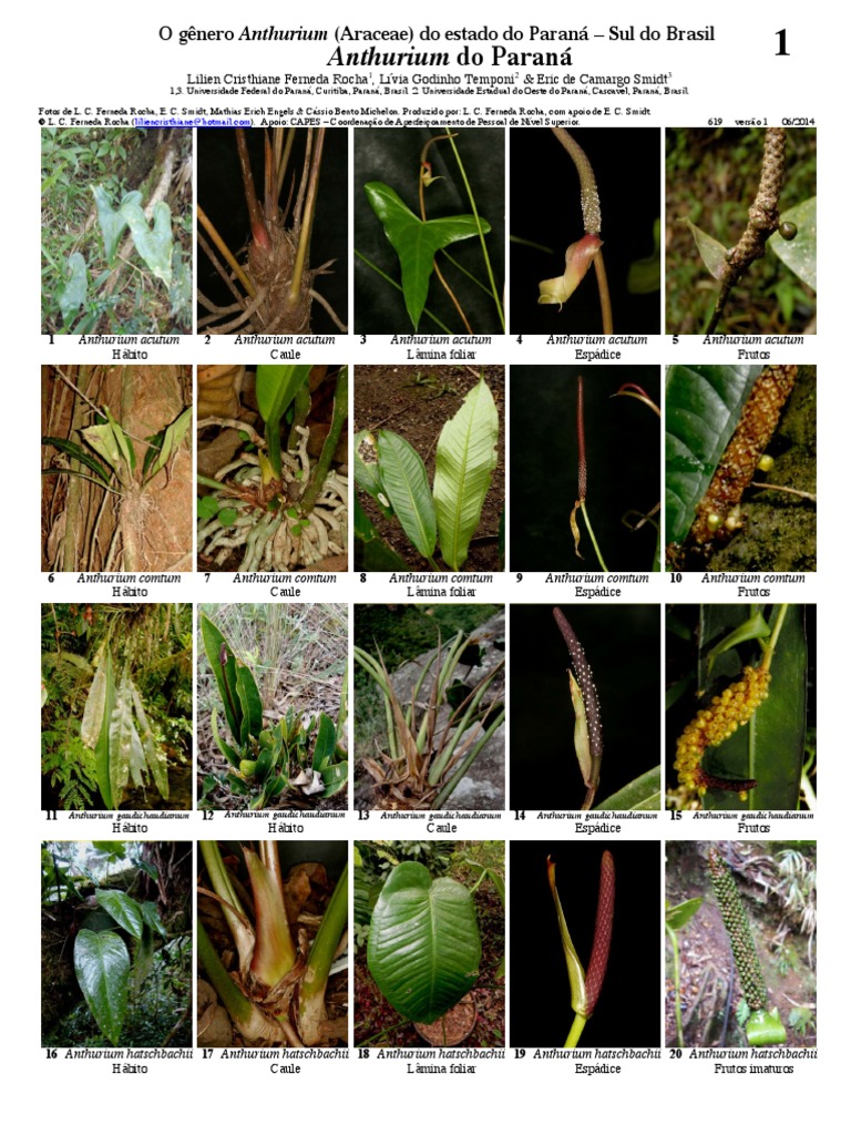 01-A Familia Araceae | PDF