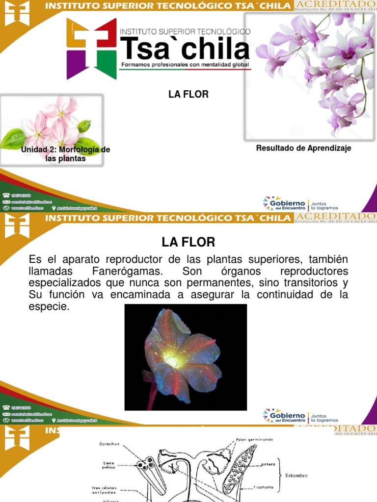 Tema 8 La Flor | PDF | Flores | Técnicas hortícolas
