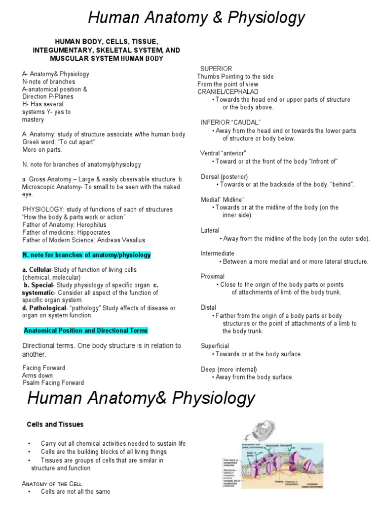 Anaphy Prelims | PDF | Endoplasmic Reticulum | Anatomical Terms Of Location