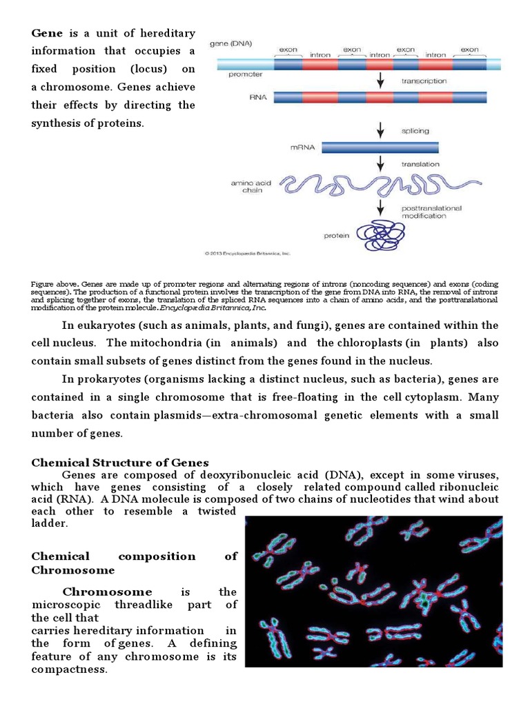 Gene | PDF | Chromosome | Gene