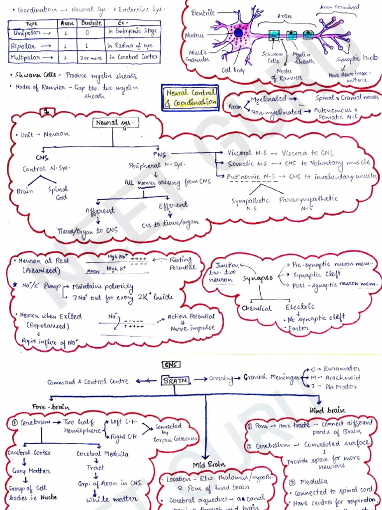 Chap 21 Neural Control and Coordination Mind Map | PDF