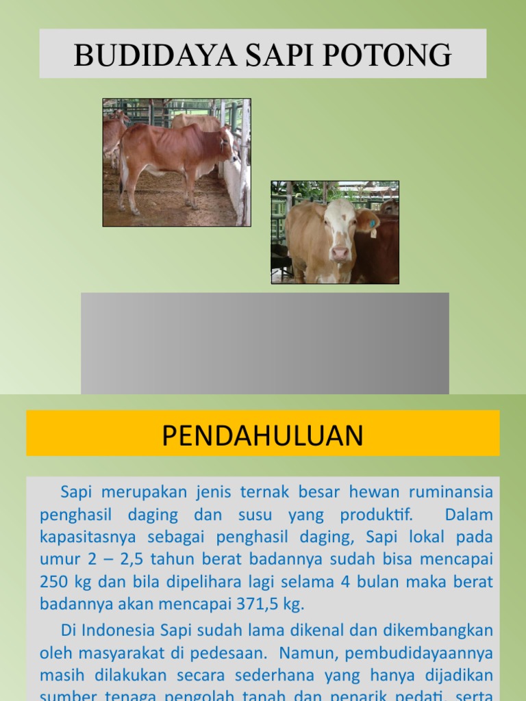 PERAWATAN KEBUNTINGAN SAPI POTONG | PDF
