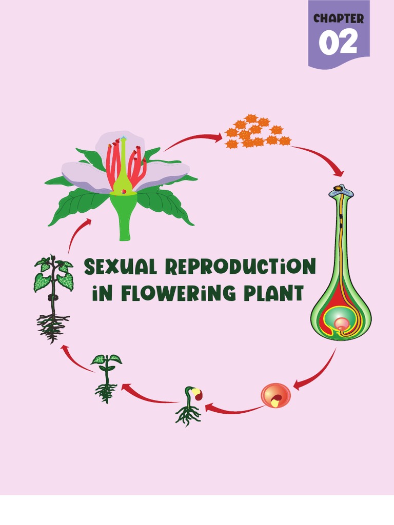 Sexual Reproduction in Flowering Plants | PDF | Flowers | Seed