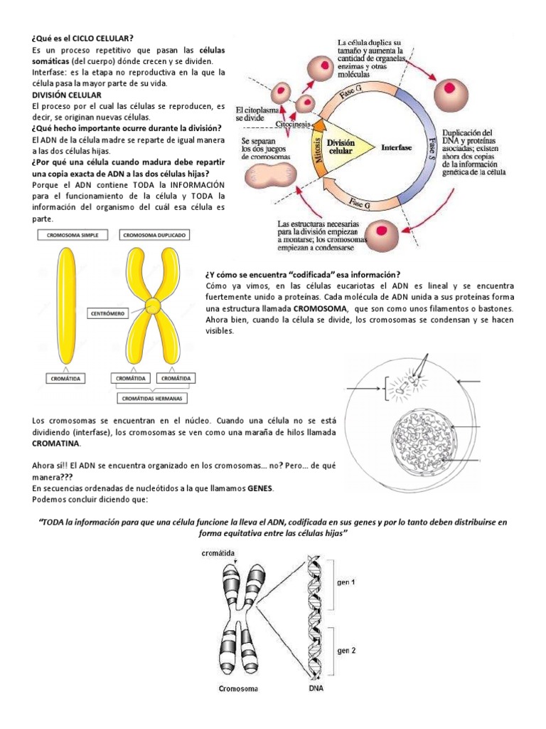 MBTI | PDF | Cromosoma | Mitosis