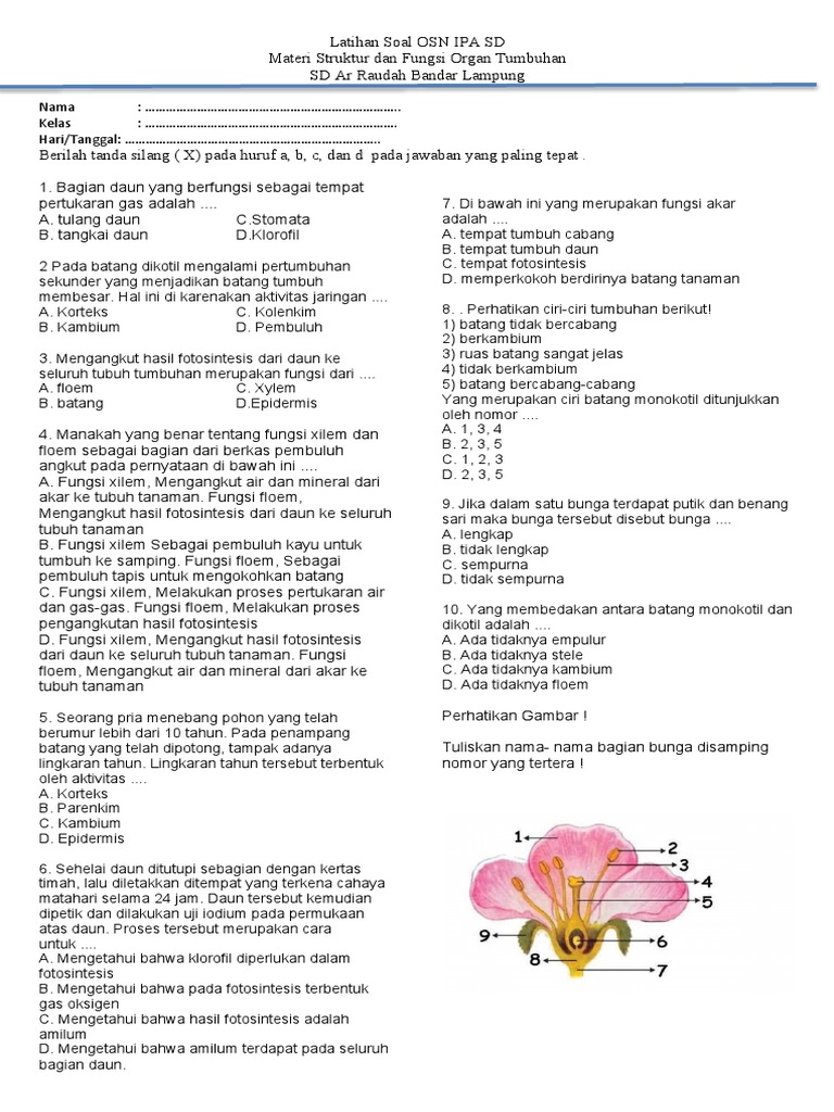 Latihan Soal OSN IPA SD Materi Struktur Dan Fungsi Organ Tumbuhan | PDF
