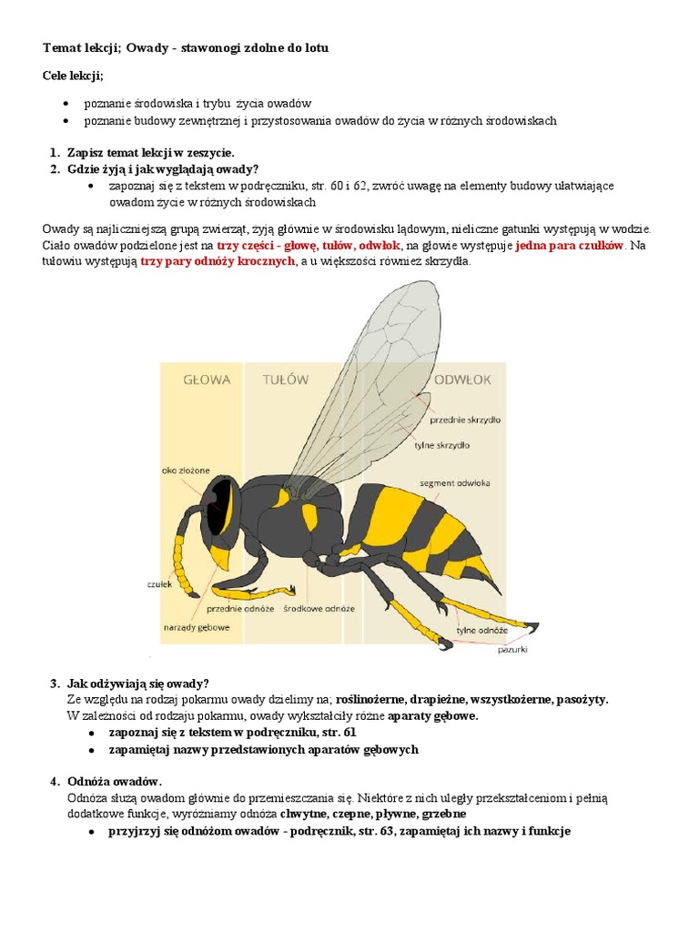 Owady - Stawonogi Zdolne Do Lotu | PDF