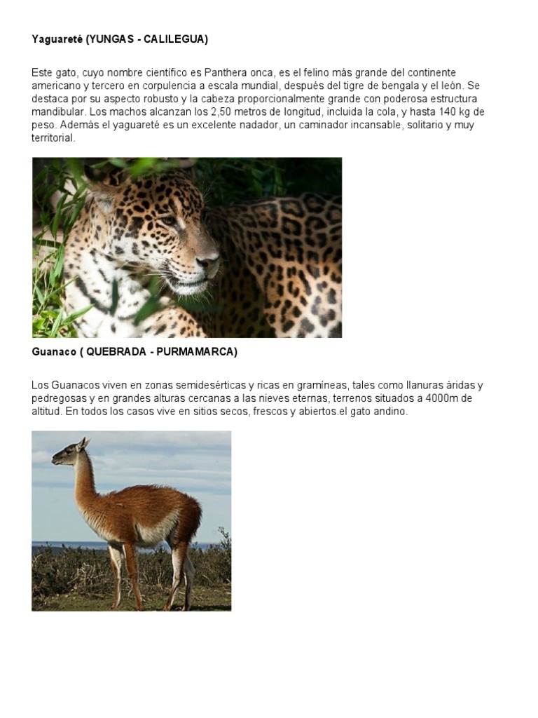 Animales del NOa en peligro de extinción | PDF | Jaguar | Aves