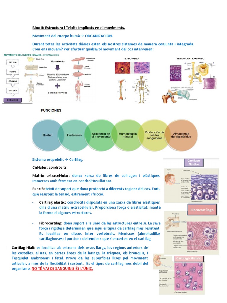 Estructura I Funció Del Cos Humà Tema 2 Pdf