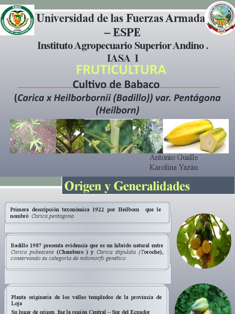 Babaco | PDF | Hoja | Tallo de la planta