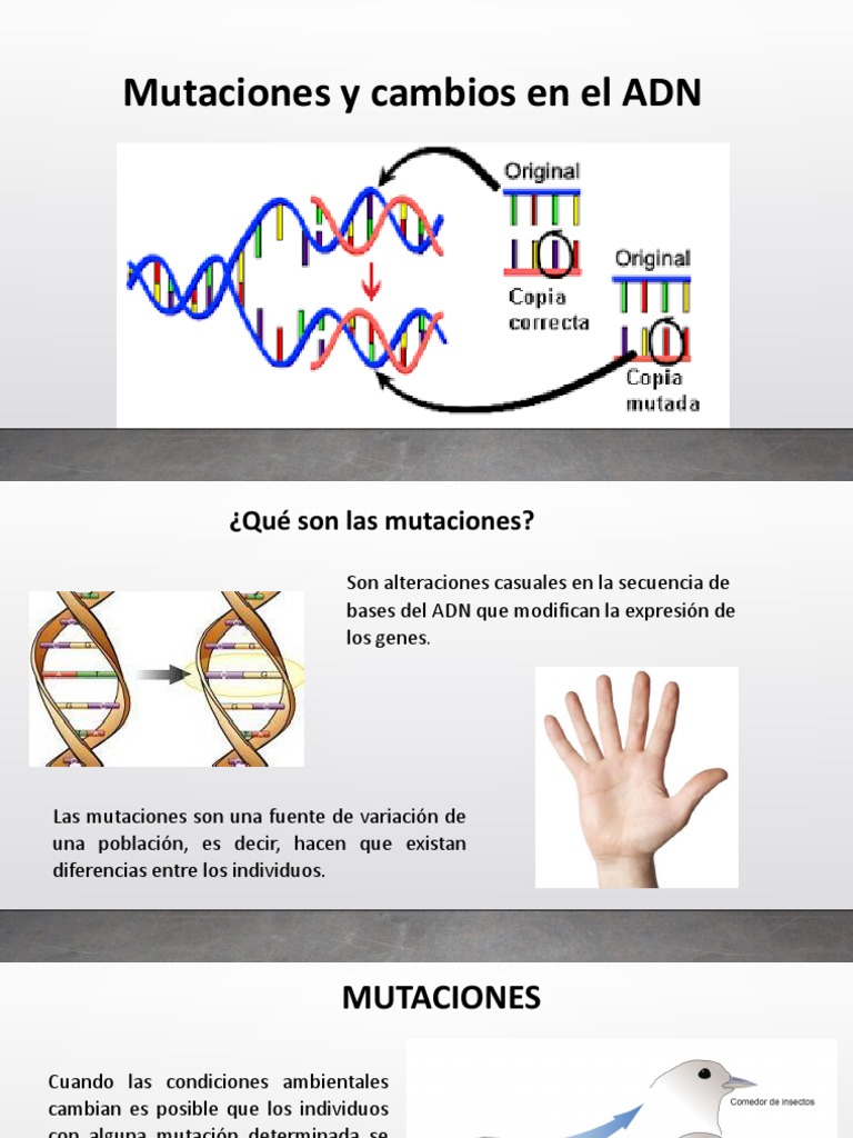 MUTACIONES | PDF | Mutación | Adn