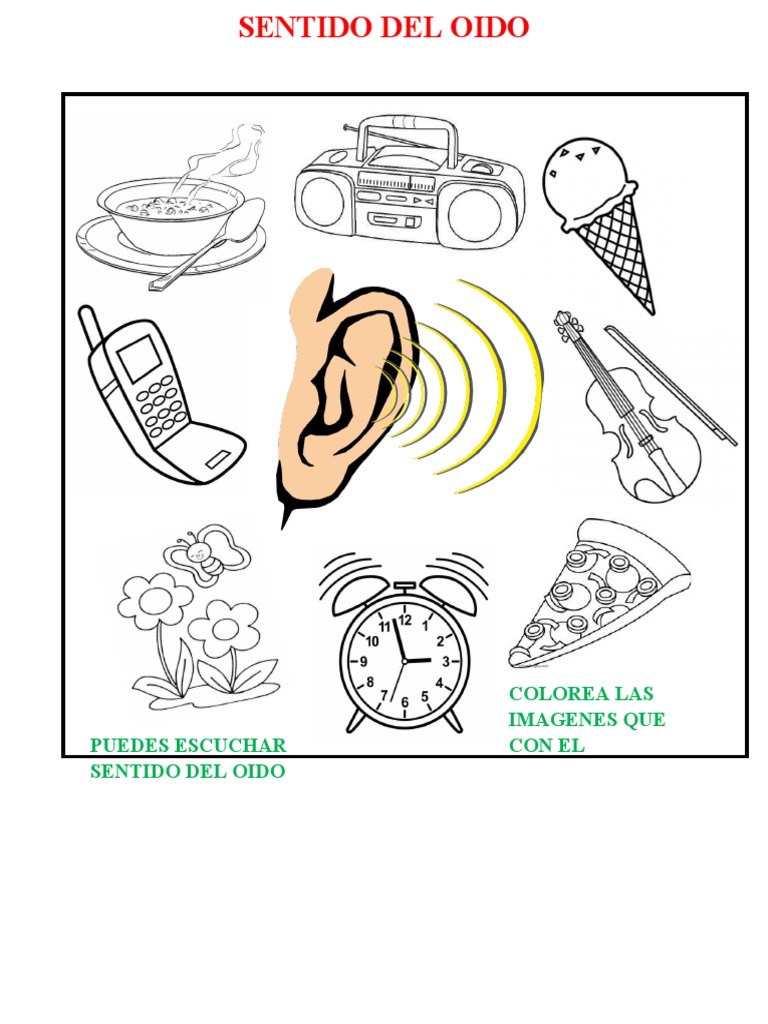 Sentido Del Oido | PDF