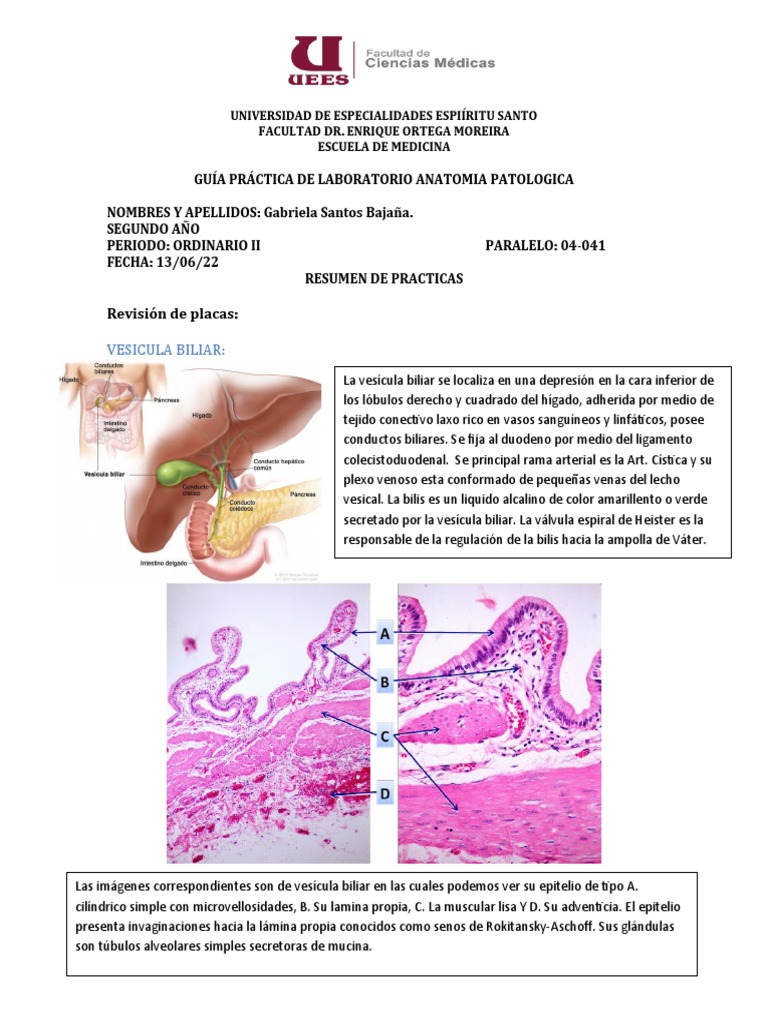 Anato Pato Resumen | PDF | Piel | Epidermis Anato Pato Resumen | PDF | Piel | Epidermis