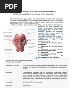Anatomía y Fisiología de Los Labios. | PDF | Labio | Piel
