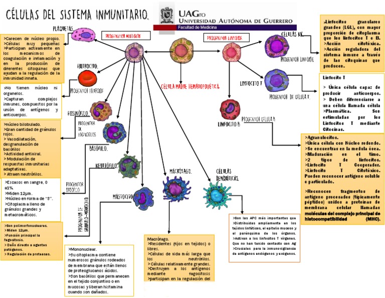 Celulas Del Sistema Inmunitario 236540 Downloable 1886911 2 | PDF | Sistema inmune | Linfocitos