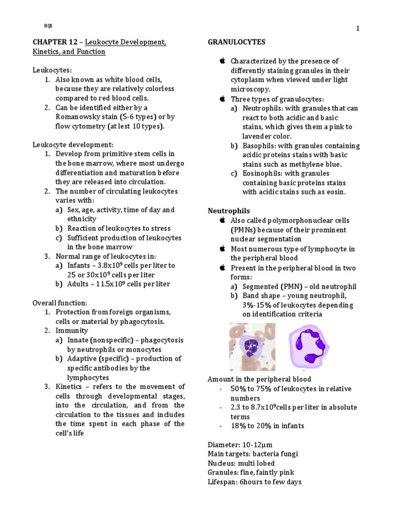 Chapter 12 - Leukocyte Development | PDF | White Blood Cell | Granulocyte