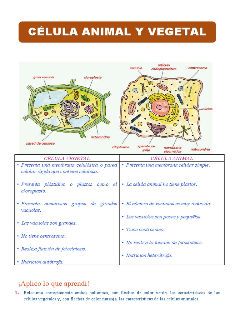 Célula Animal y Vegetal para Quinto Grado de Primaria | PDF