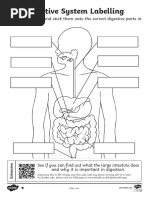 Digestive System Organs Cut Outs | PDF