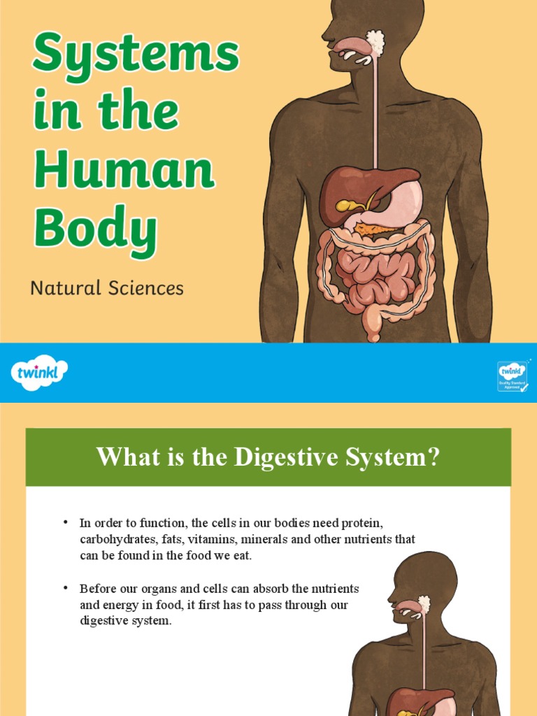 Za NST 1642785890 Systems in The Human Body Digestive System Powerpoint ...