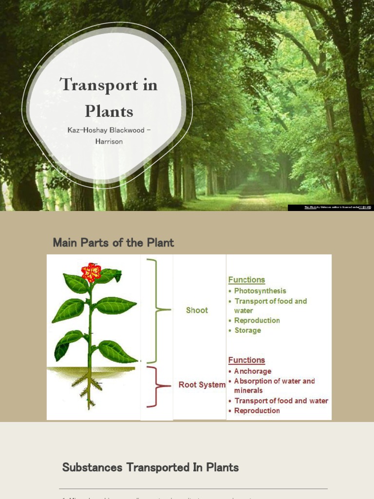 Plant Transport - Transpiration | PDF | Leaf | Root