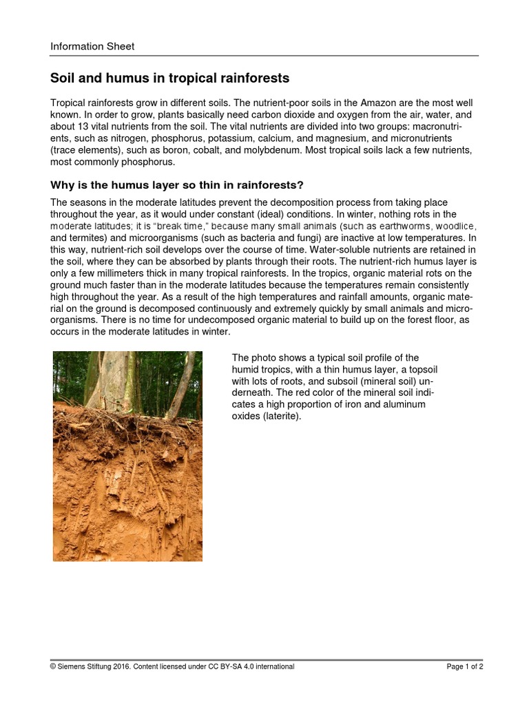 Soil and Humus in Tropical Rainforests | PDF | Soil | Decomposition