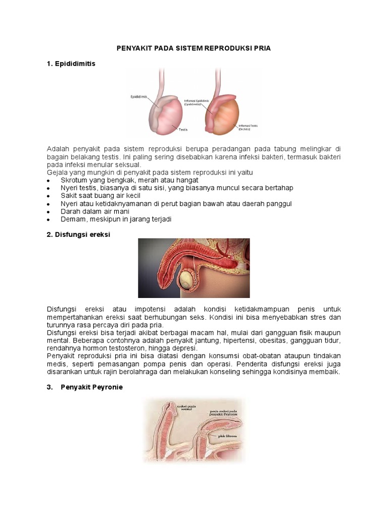 Penyakit Pada Sistem Reproduksi Pria | PDF
