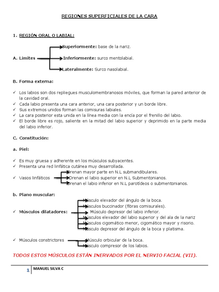 Regiones superficiales de la cara: una descripción anatómica detallada ...