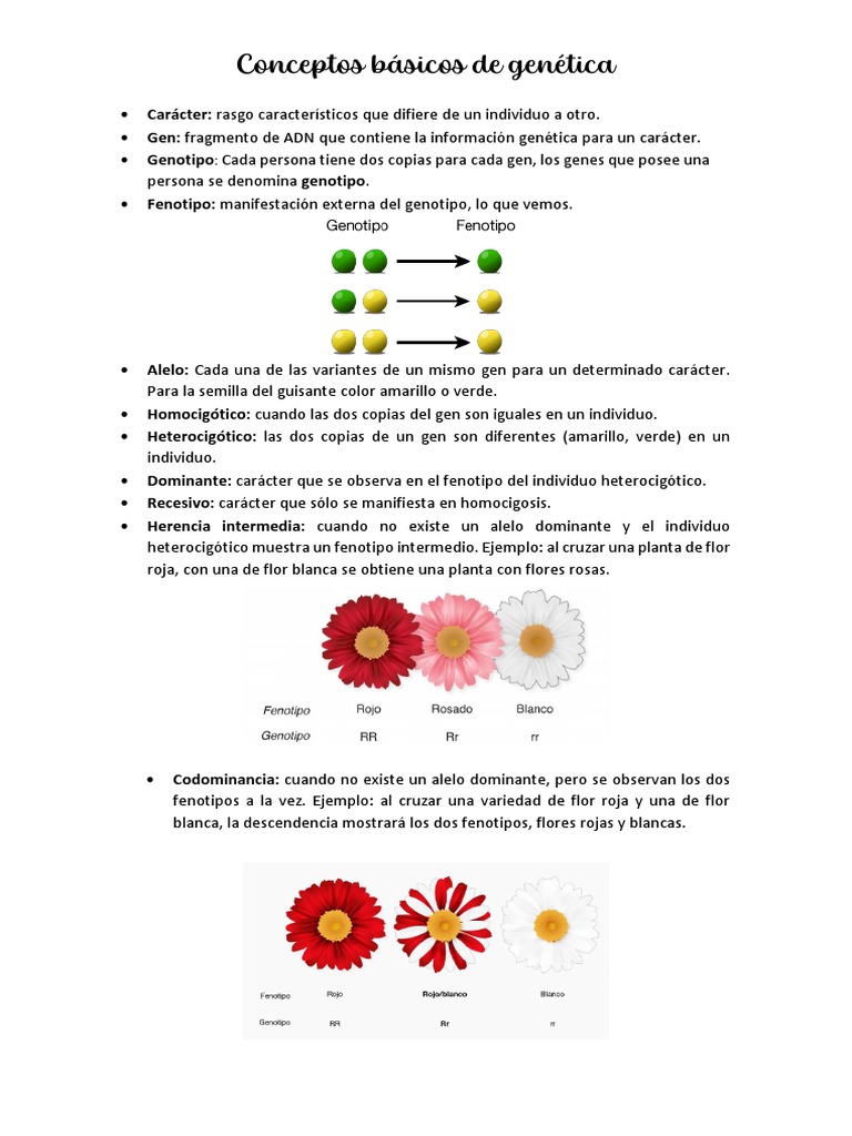 Conceptos Basicos Genetica | PDF