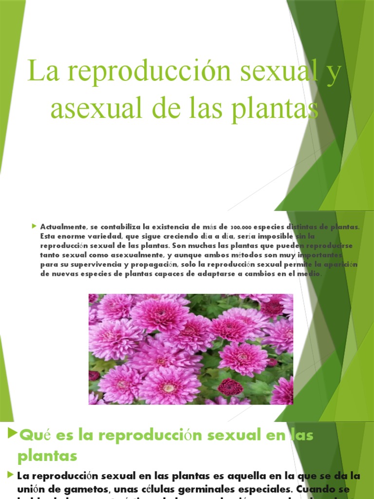 La Reproducción Sexual y Asexual de Las Plantas | PDF | Reproducción ...