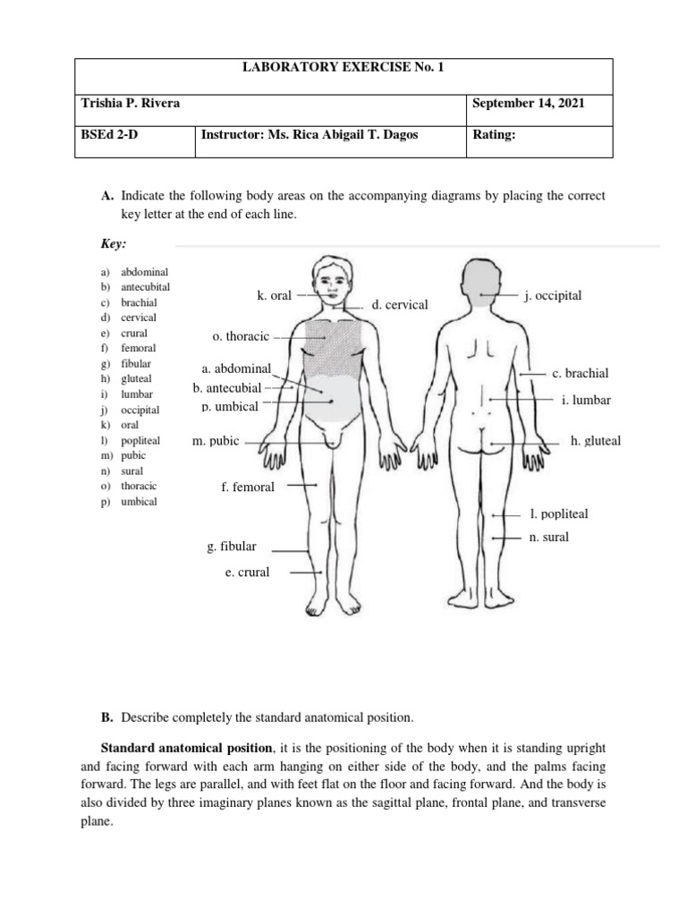 Rivera - LABORATORY EXERCISE No. 1 - ANAPHY | PDF | Anatomical Terms Of ...