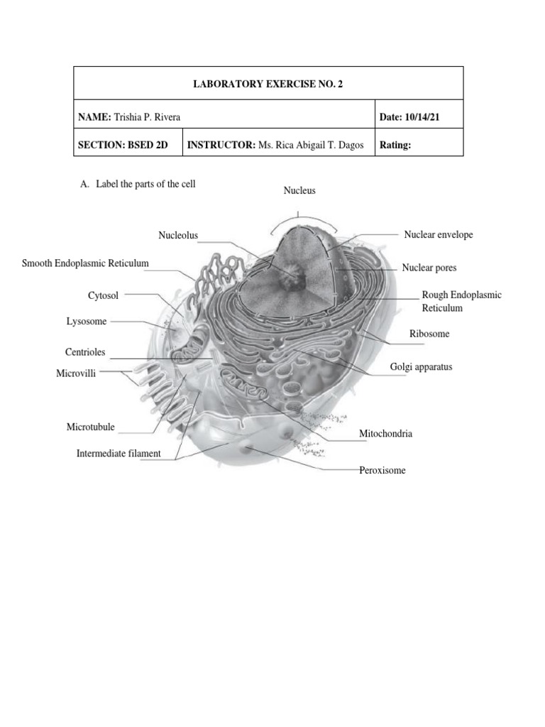 Rivera-Laboratory Exercise No. 2-Anaphy | PDF | Cell (Biology) | Cell Nucleus