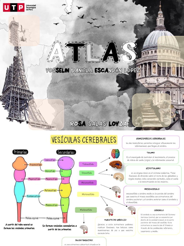 Atlas | PDF | Sinapsis | Neurona